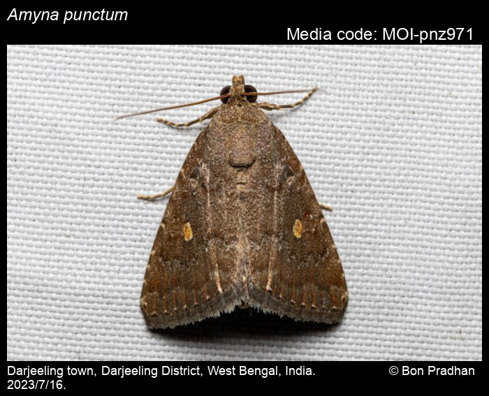 Amyna punctum (Fabricius, 1794) - | Moths